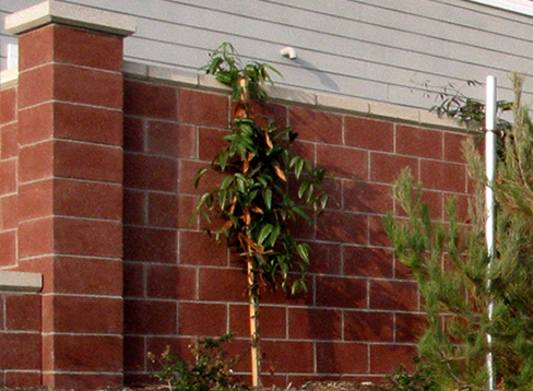 Angelus Block 16-Inch Square Column CMU - Precision